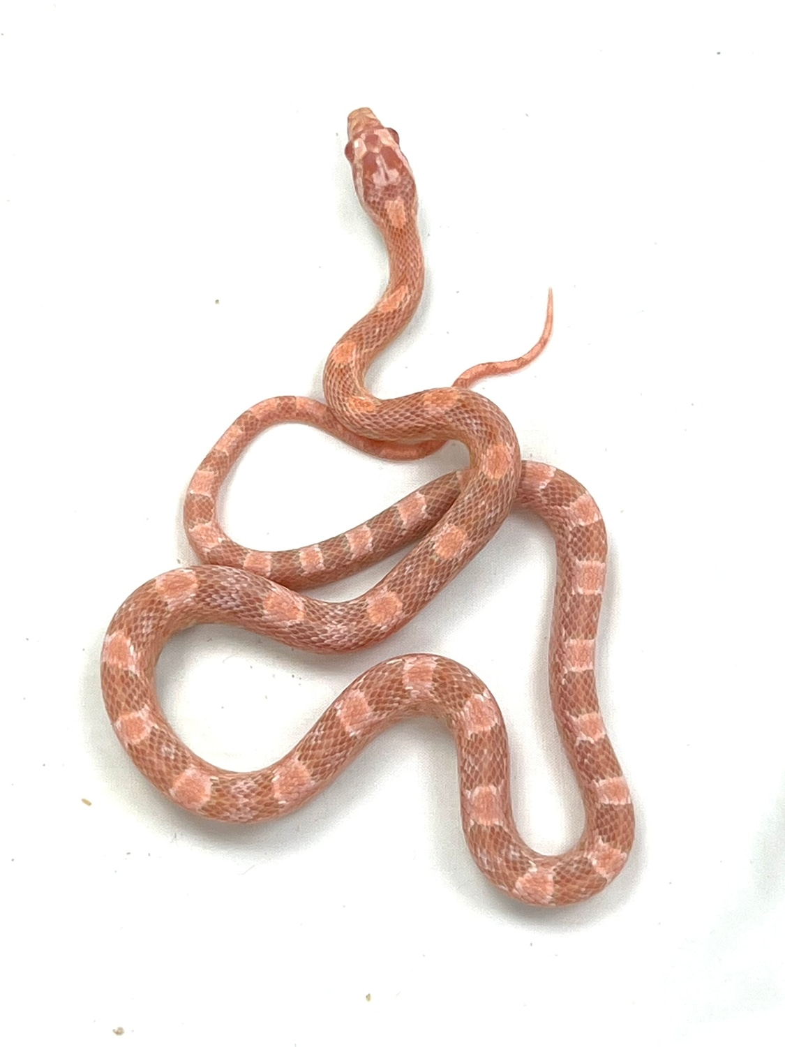 Salmon Snow Corn Snake by SW reptiles - MorphMarket