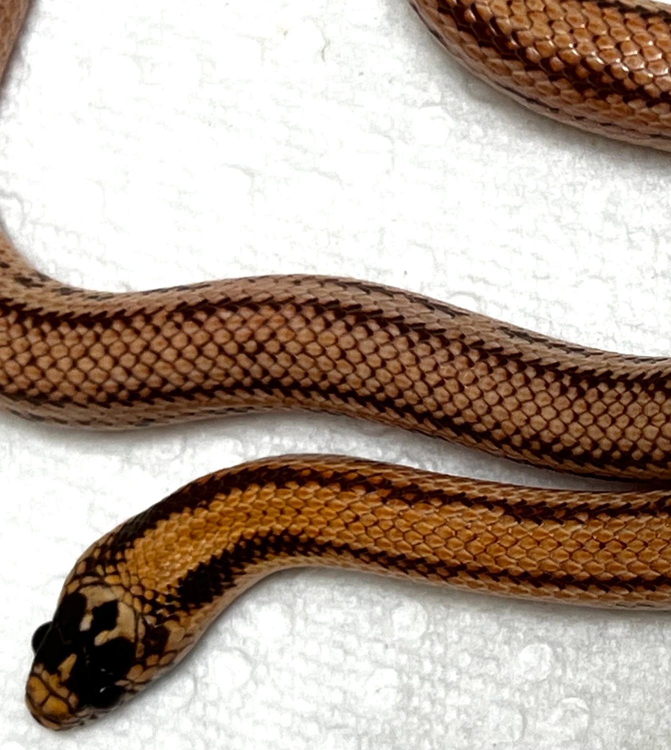 Super Cool Other Colubrid by SW reptiles - MorphMarket