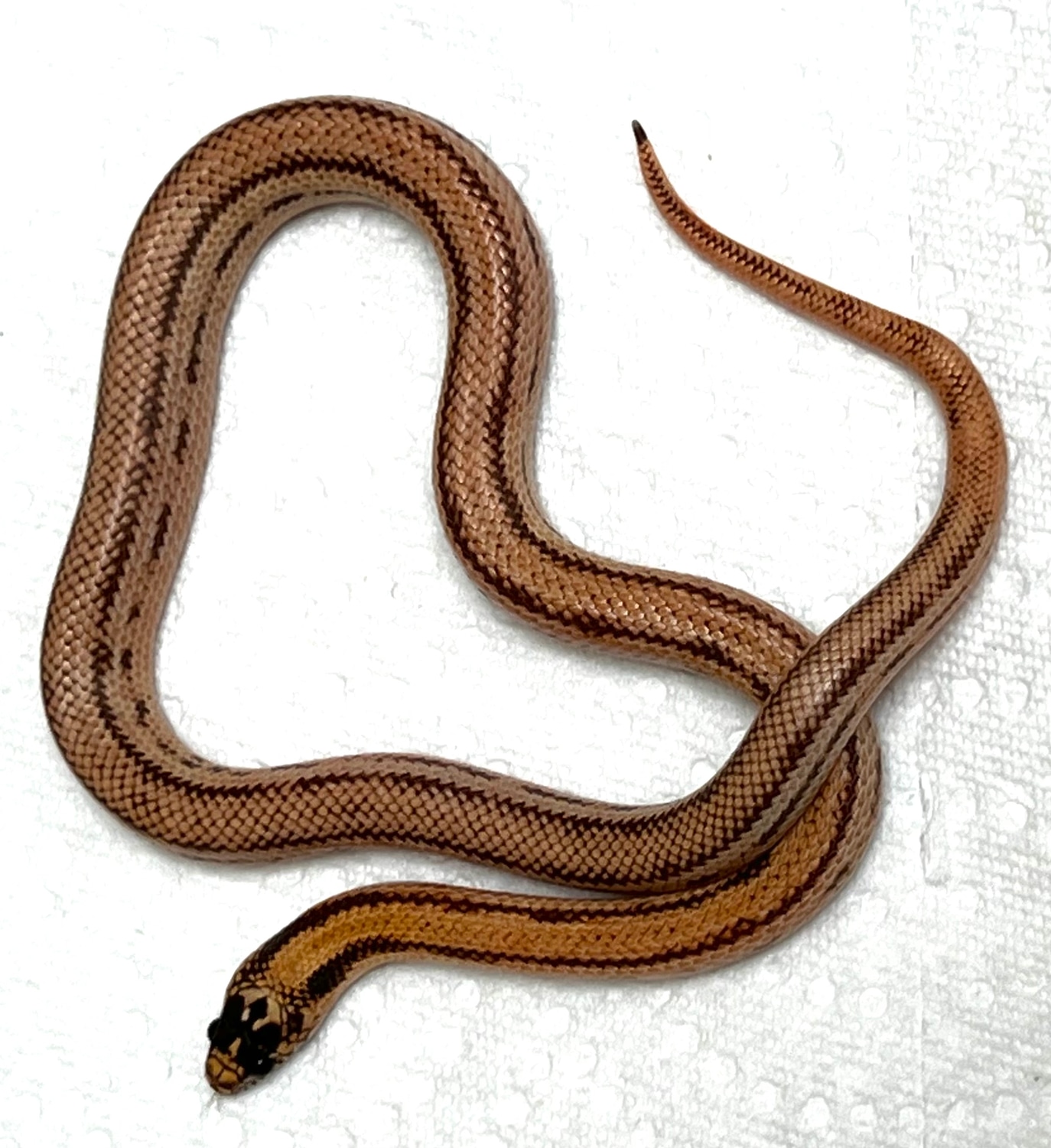 Super Cool Other Colubrid by SW reptiles - MorphMarket