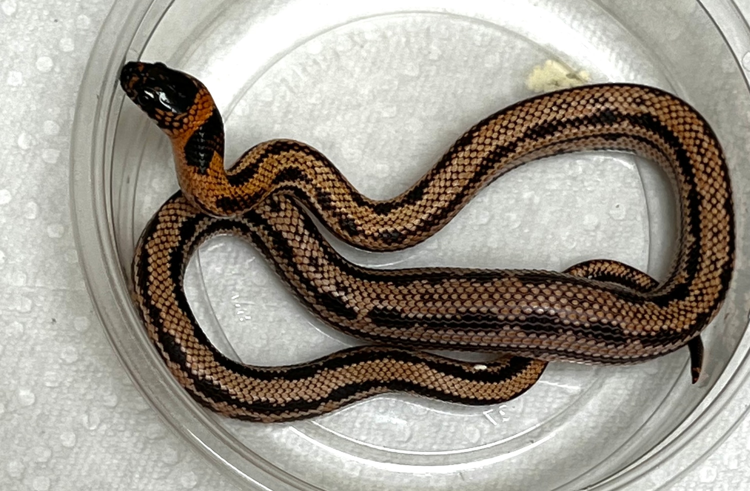 Super Cool Other Colubrid by SW reptiles - MorphMarket