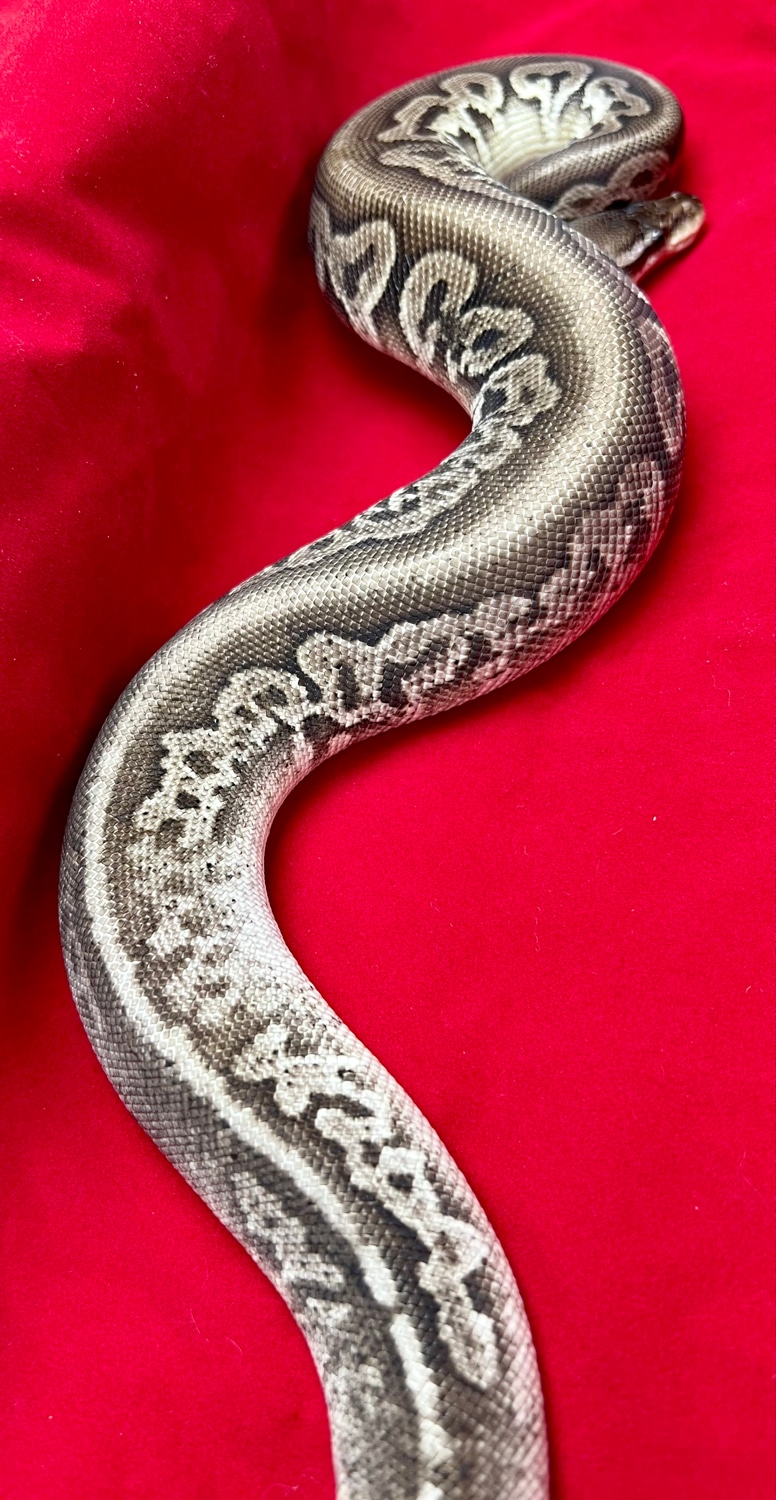 Axanthic Vpi Black Pewter Calico Ball Python by SW reptiles - MorphMarket