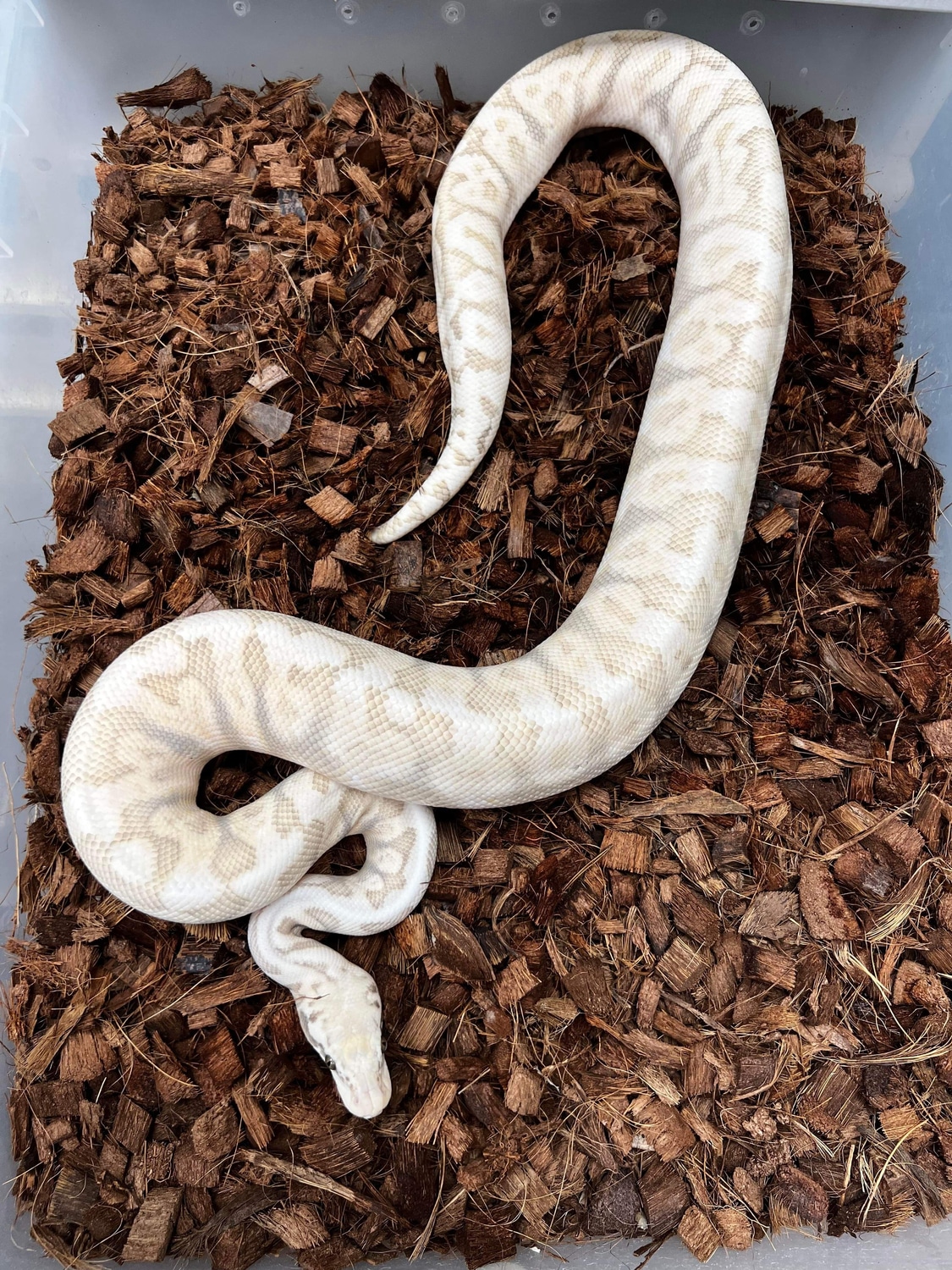Proven Super Pastel Lesser Ghi Spider Ball Python by SW reptiles ...