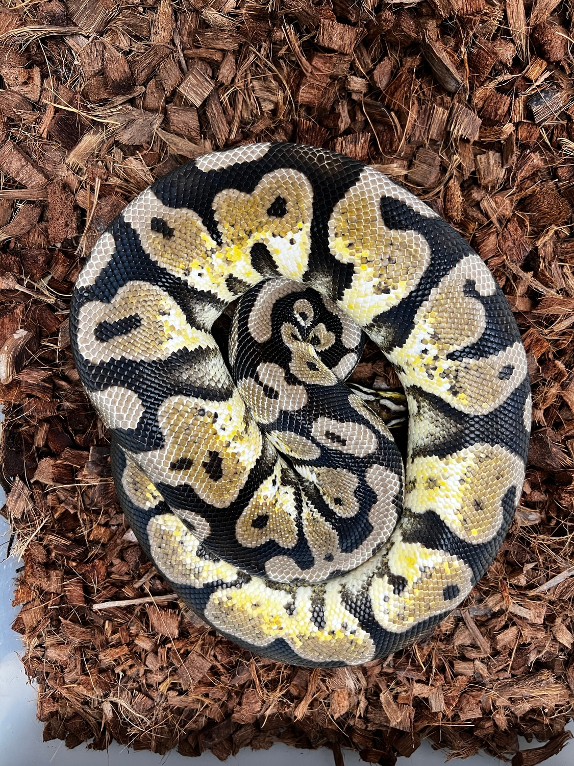 Pastel Calico Het Axanthic VPI Ball Python by SW reptiles - MorphMarket
