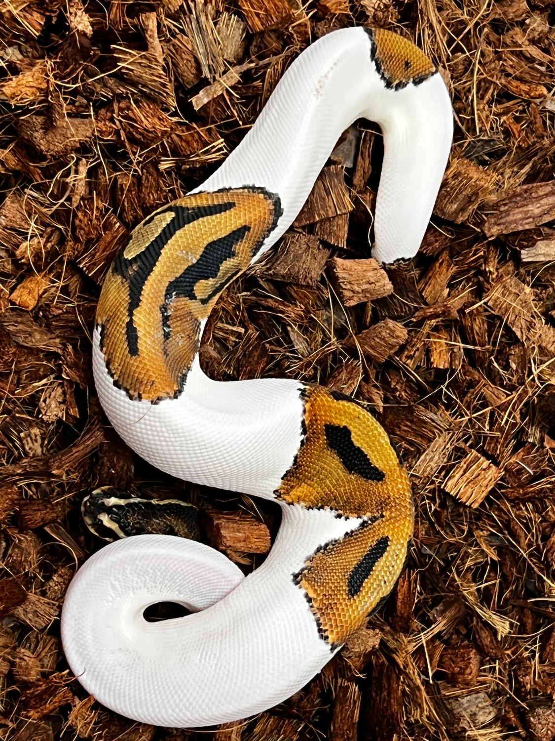 Pied Ball Python by SW reptiles - MorphMarket
