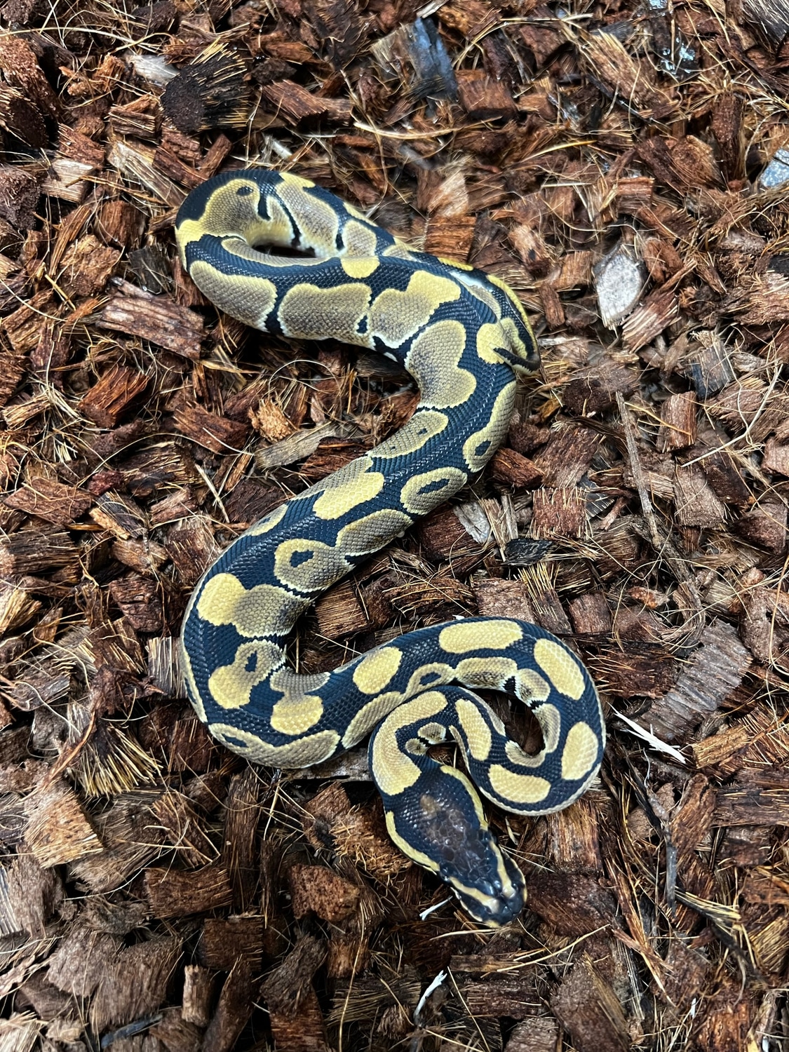 Het Clown Ball Python by SW reptiles - MorphMarket