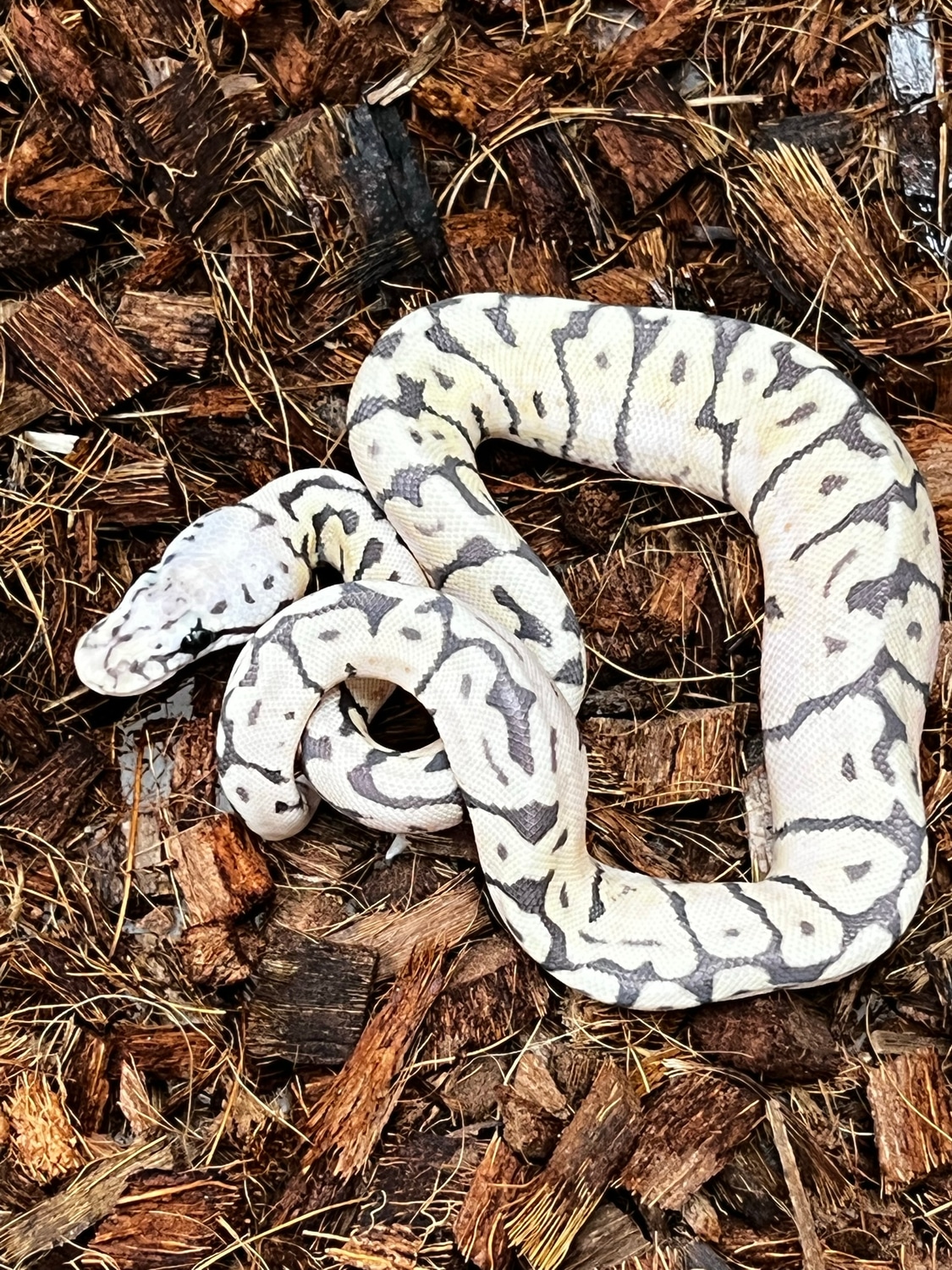 Hypo Killer Bee Ball Python by SW reptiles - MorphMarket