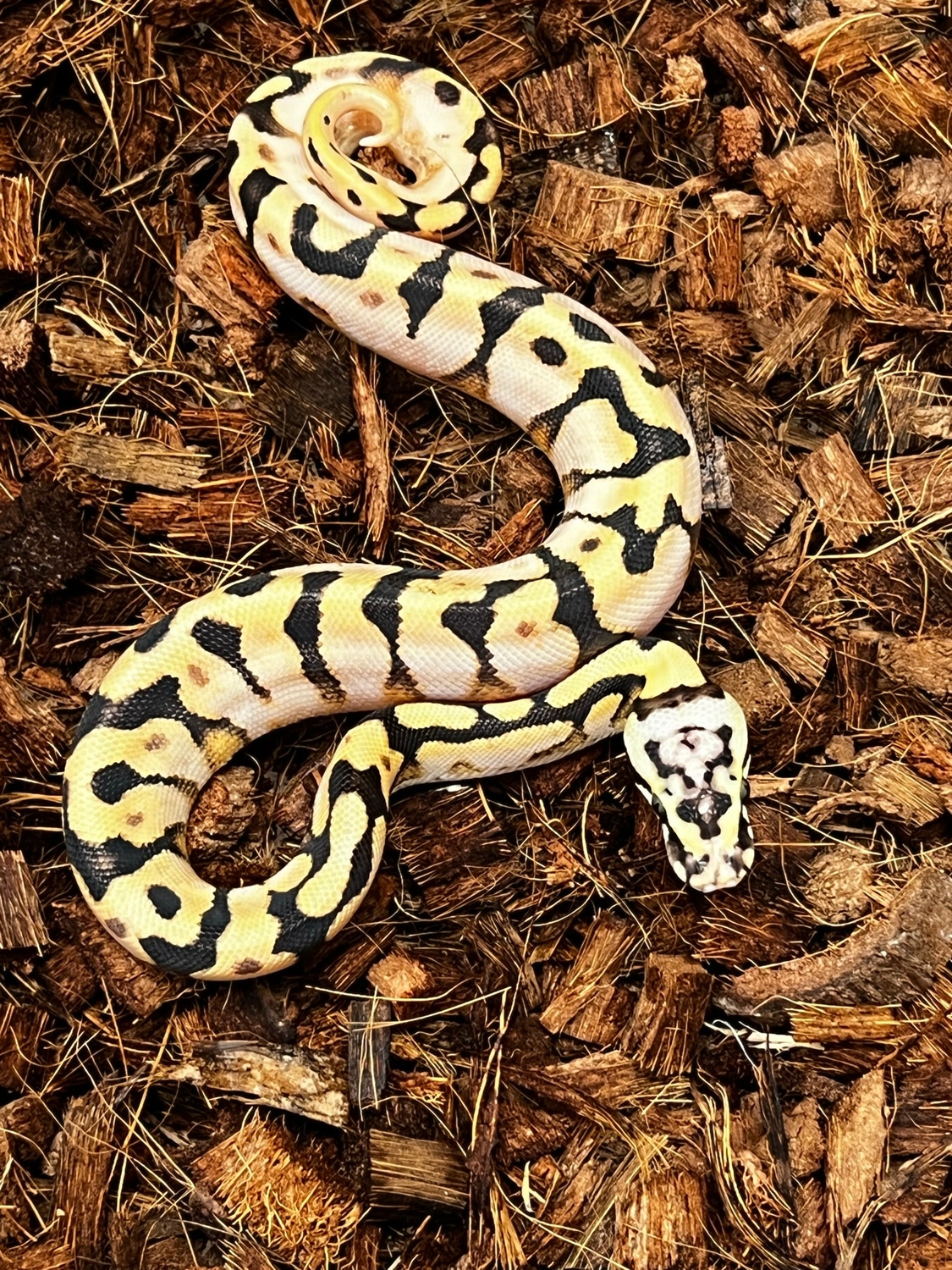 Pastel Calico Spotnose Enchi Ball Python by SW reptiles - MorphMarket