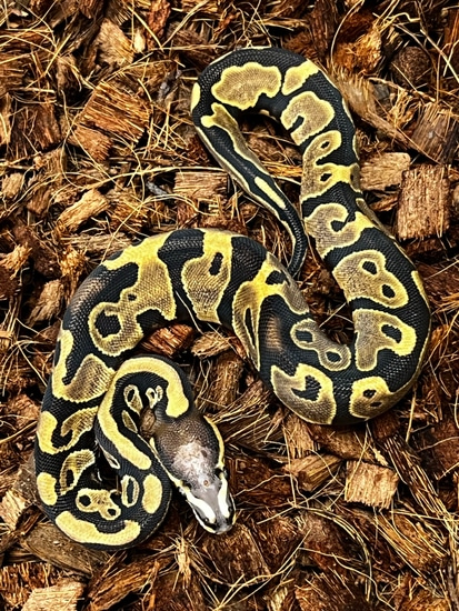 Double Het Pied And Scaleless Ball Python by SW reptiles
