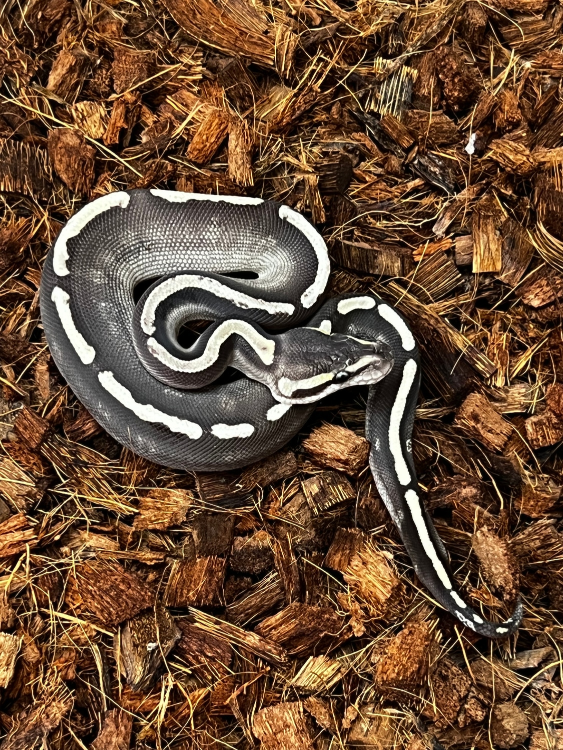Super Ghi Mystic Ball Python by SW reptiles - MorphMarket