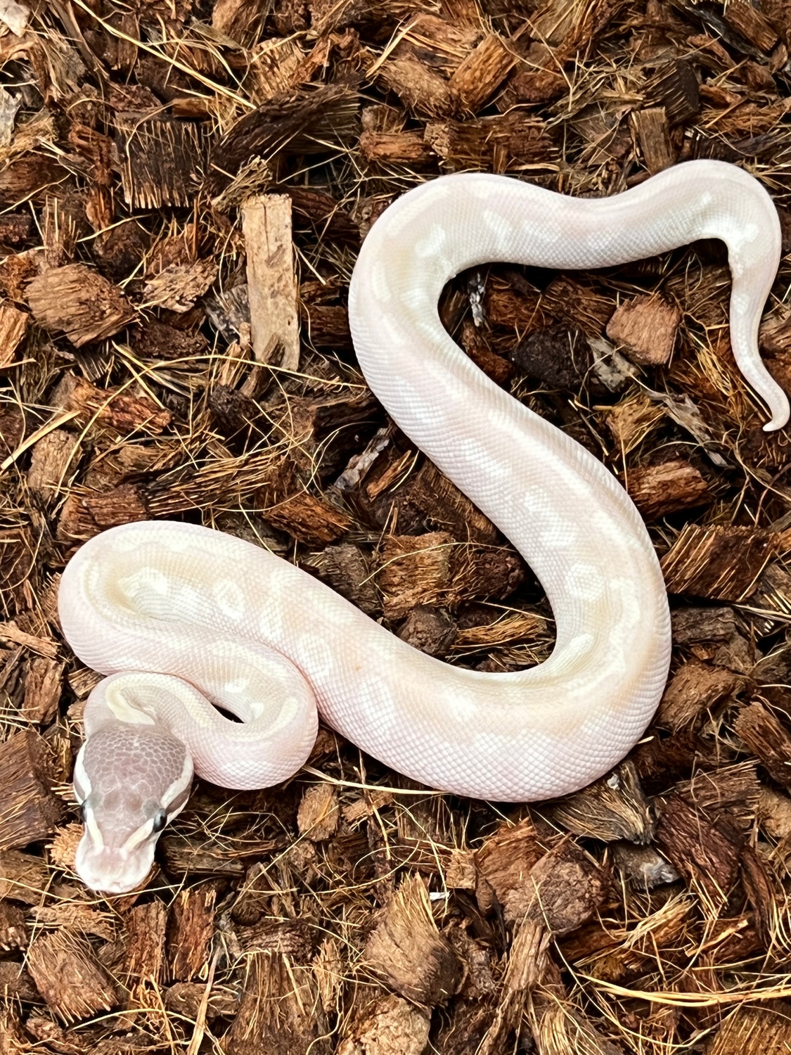 Crystal Ball Python by SW reptiles - MorphMarket