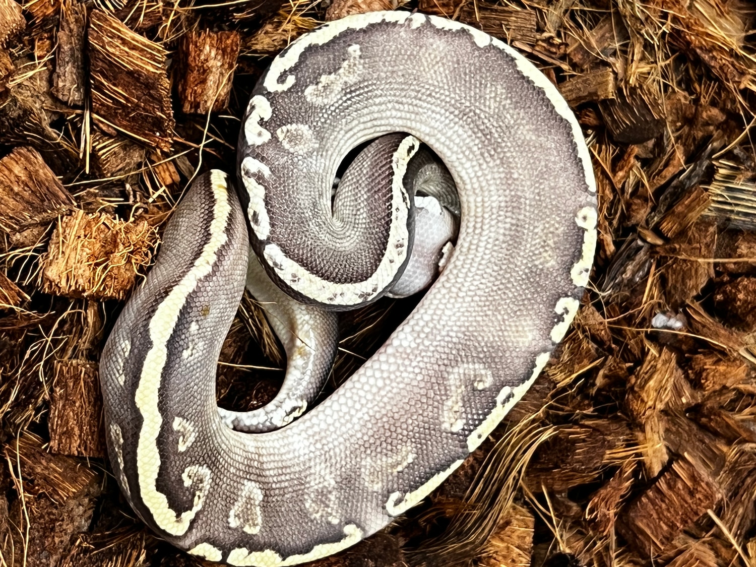 Pastel Ghi Mystic Ball Python by SW reptiles - MorphMarket