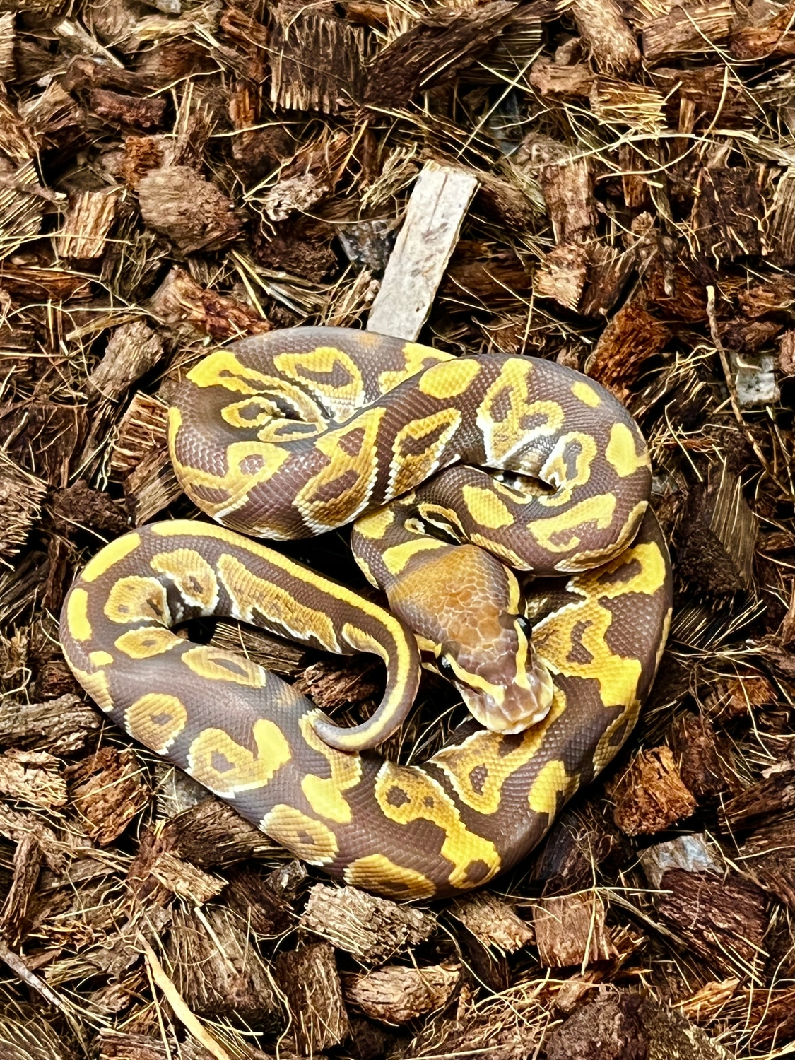 Ultramel Ball Python by SW reptiles - MorphMarket