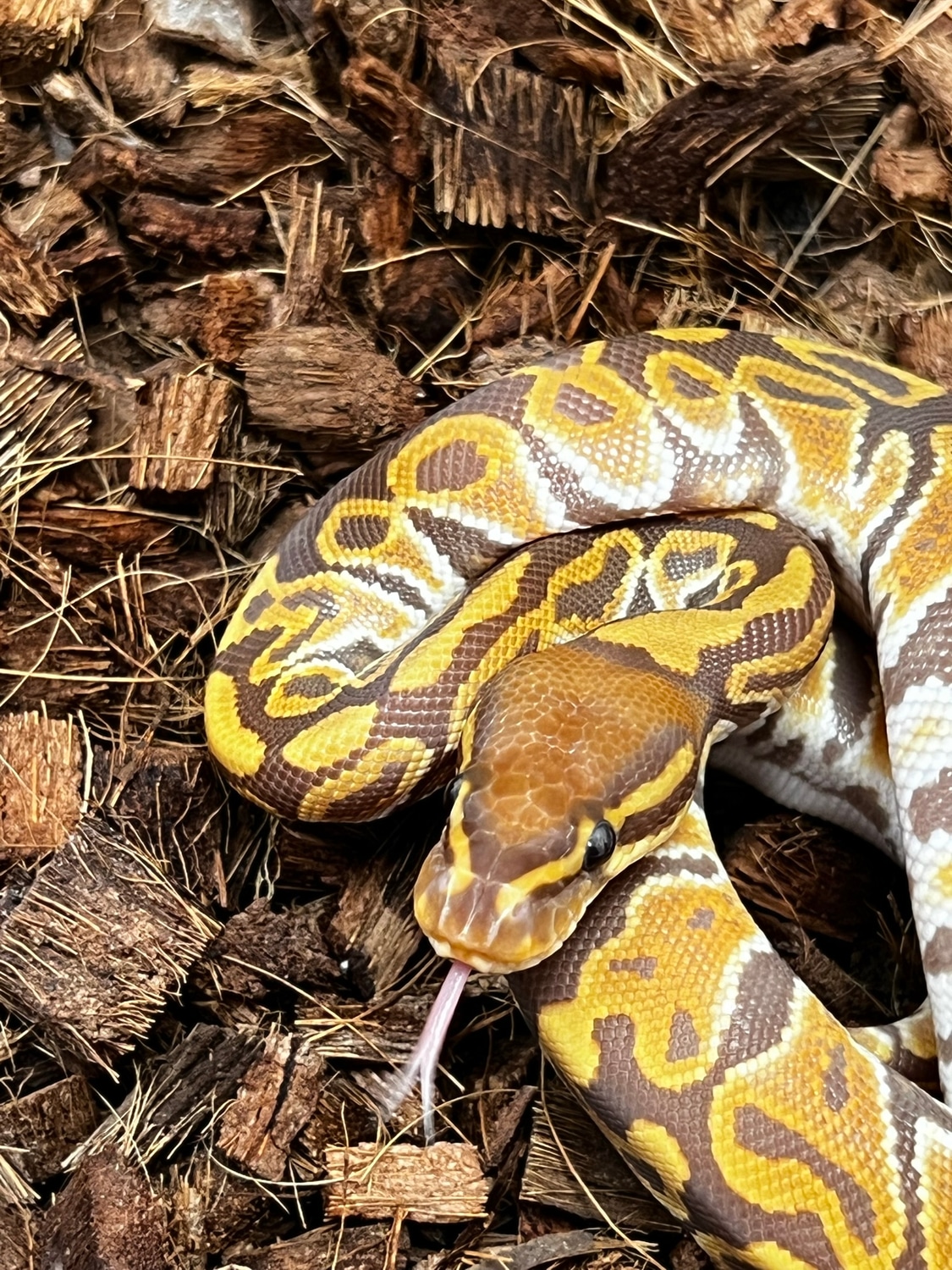 Ultramel Ball Python by SW reptiles - MorphMarket