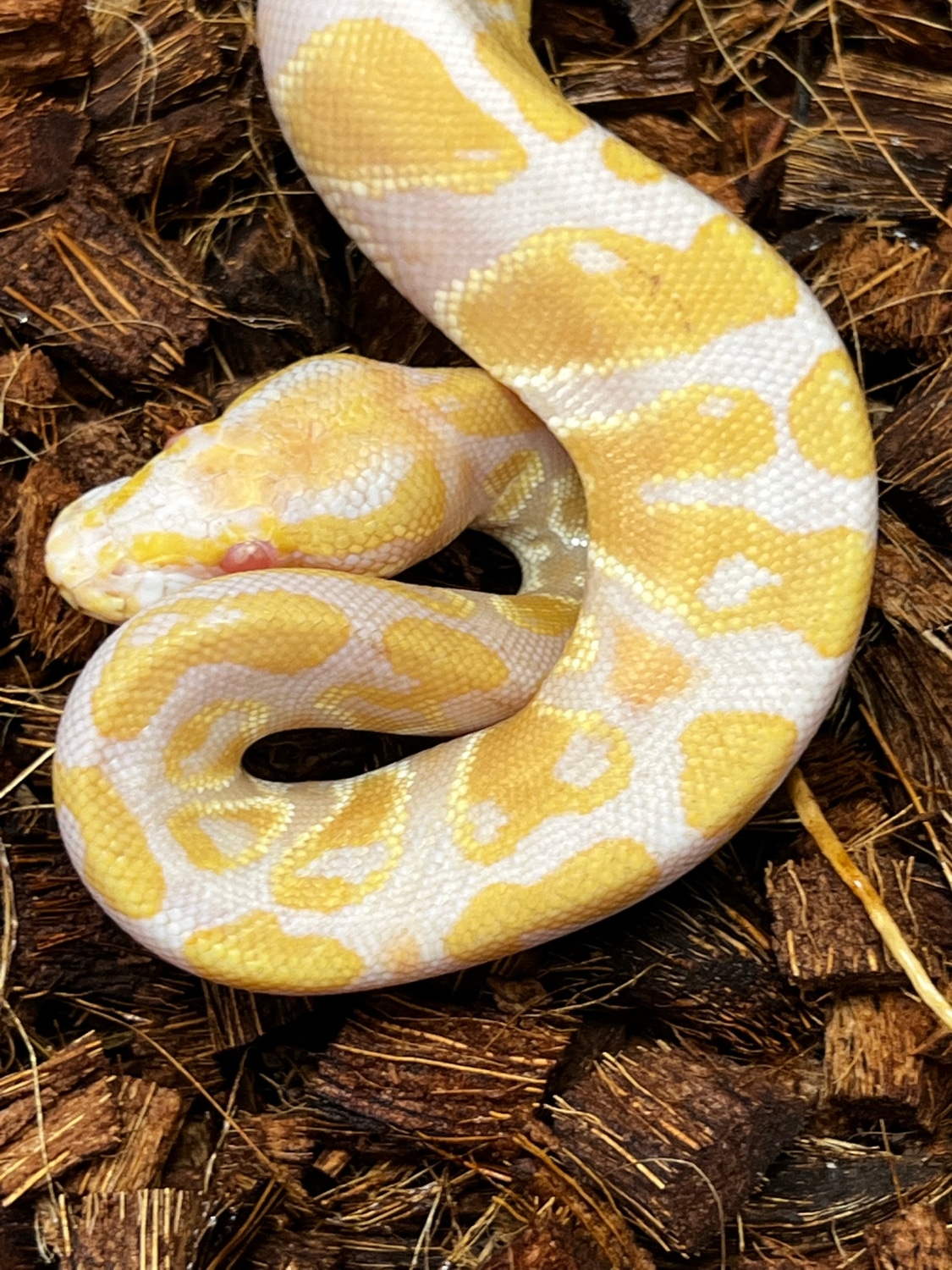 Candino Het Pied Ball Python by SW reptiles - MorphMarket