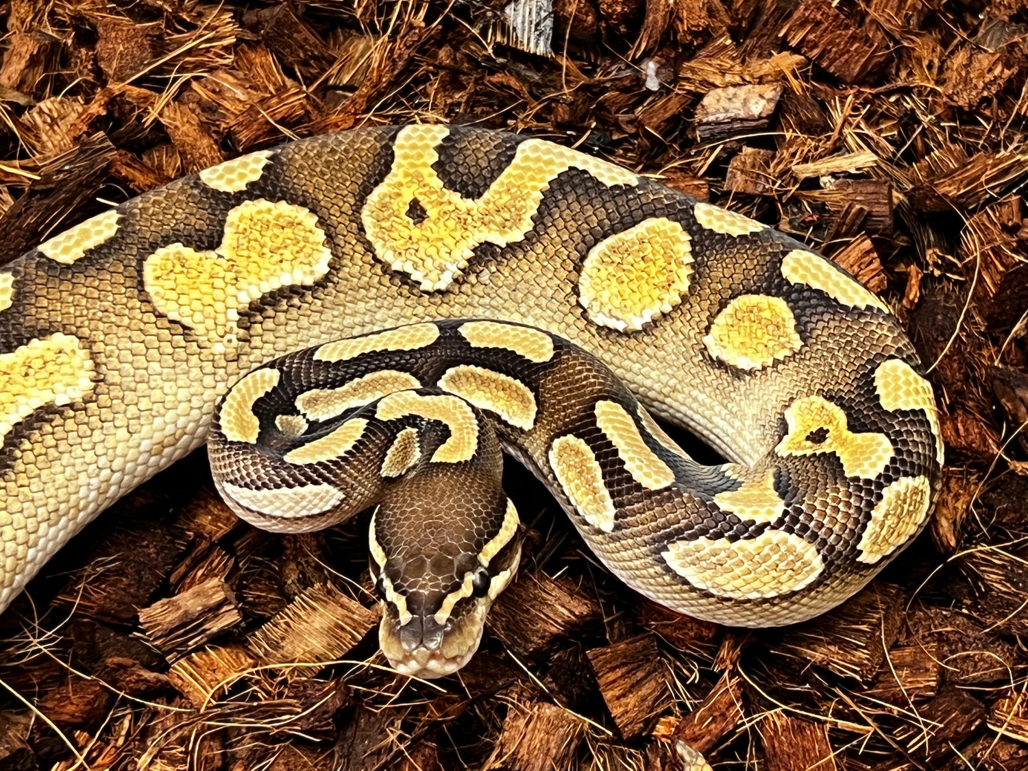 Mojave Calico Het Monsoon Ball Python by SW reptiles - MorphMarket