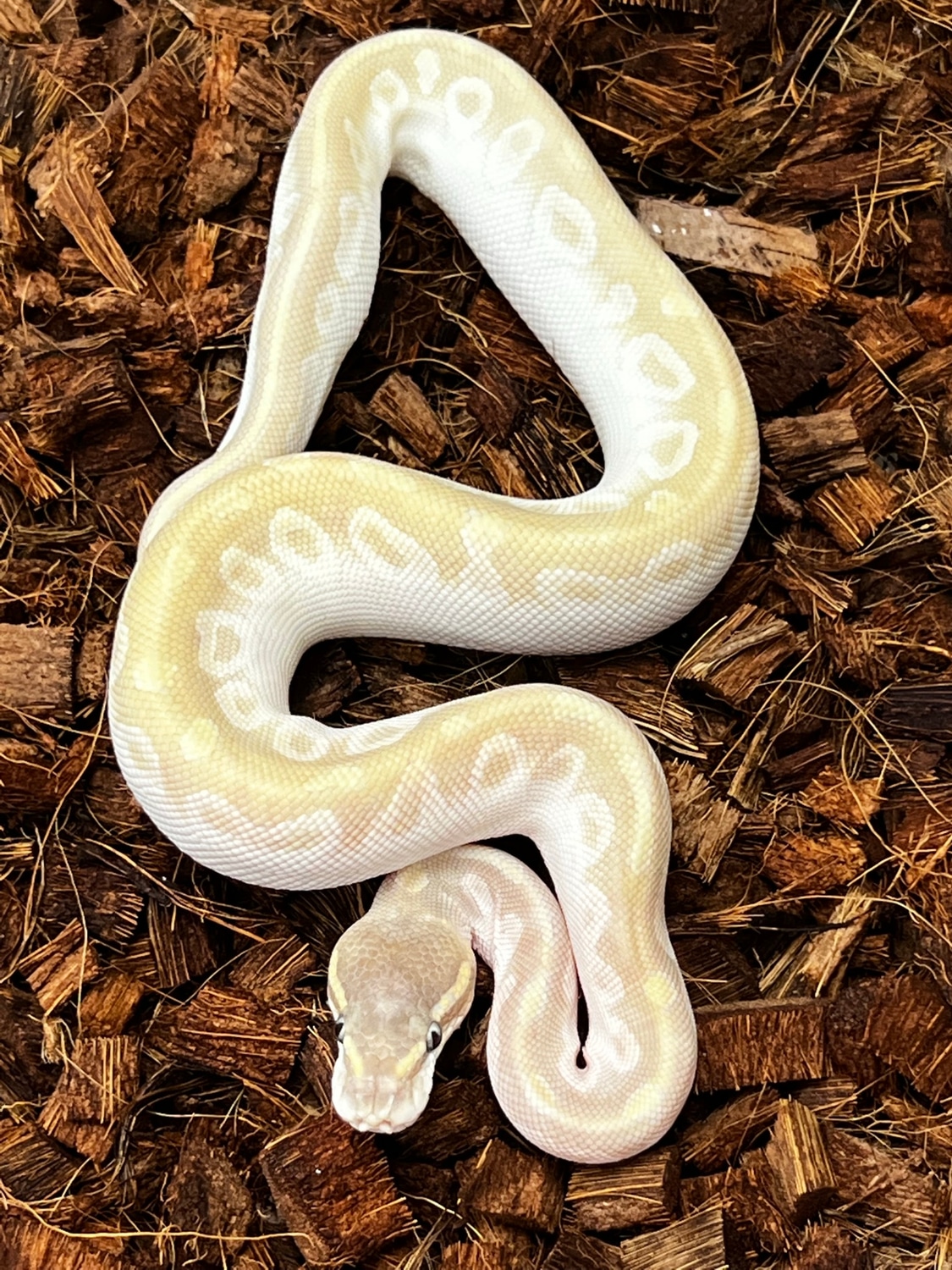 Crystal Het Monsoon Ball Python by SW reptiles - MorphMarket