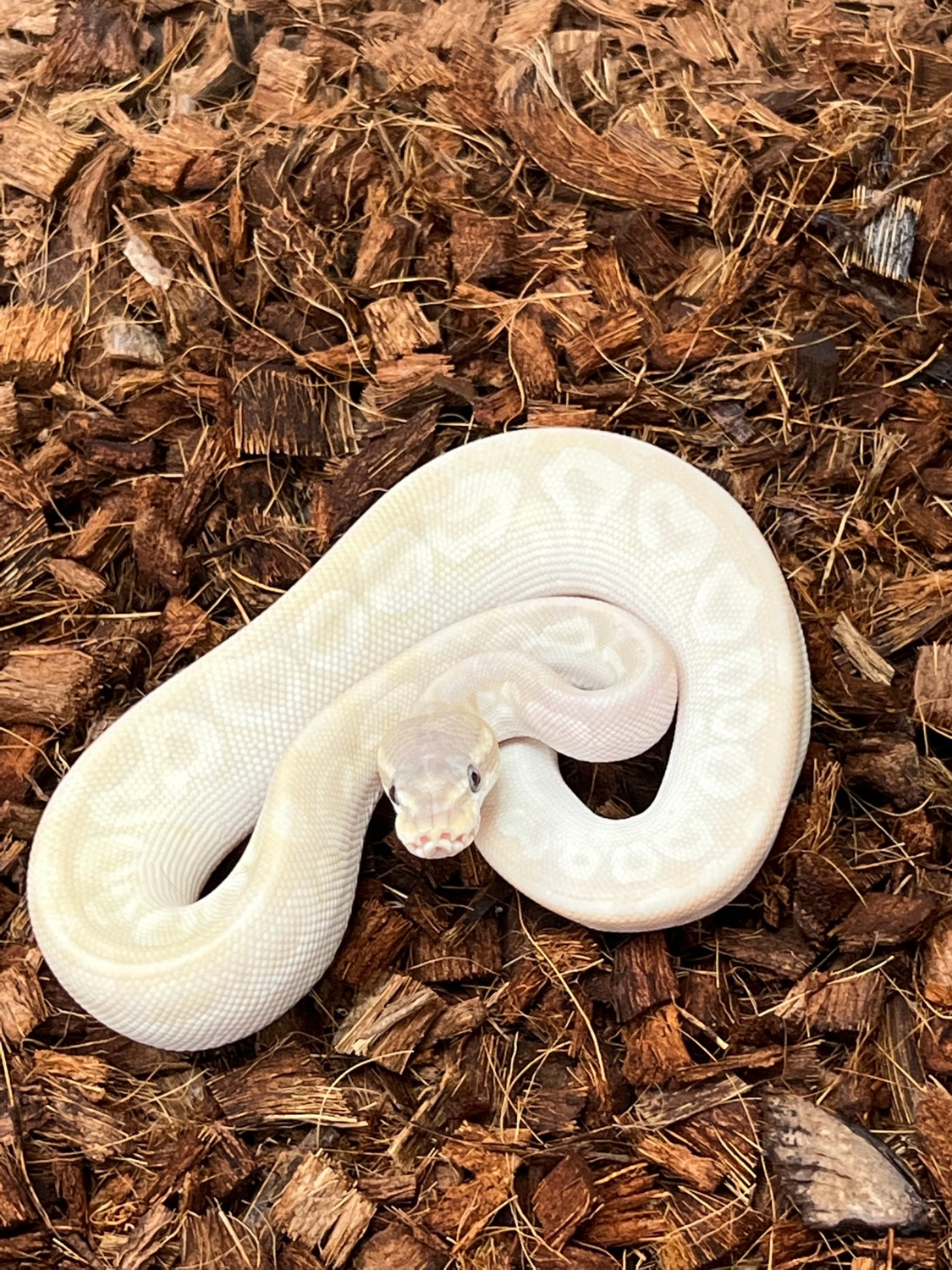 Crystal Het Monsoon Ball Python by SW reptiles - MorphMarket