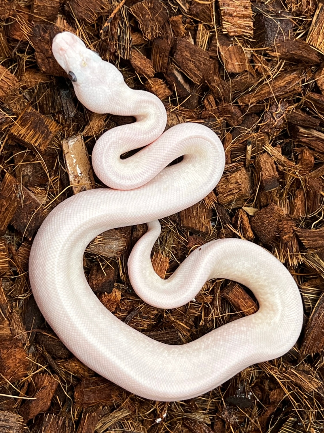 Blue Eyed Lucy Ball Python by SW reptiles - MorphMarket