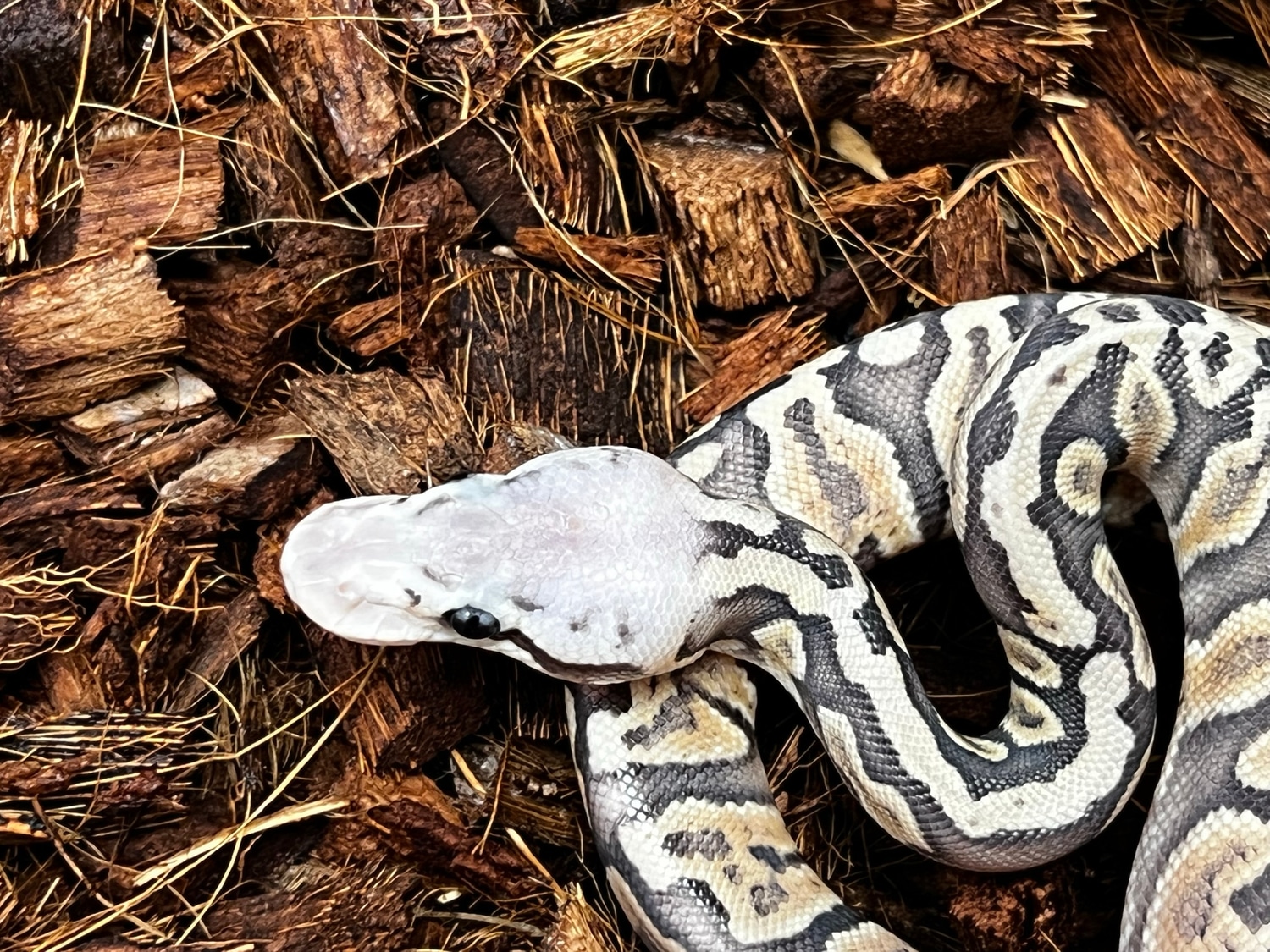 Ghi Pastel Hypo Ball Python by SW reptiles - MorphMarket