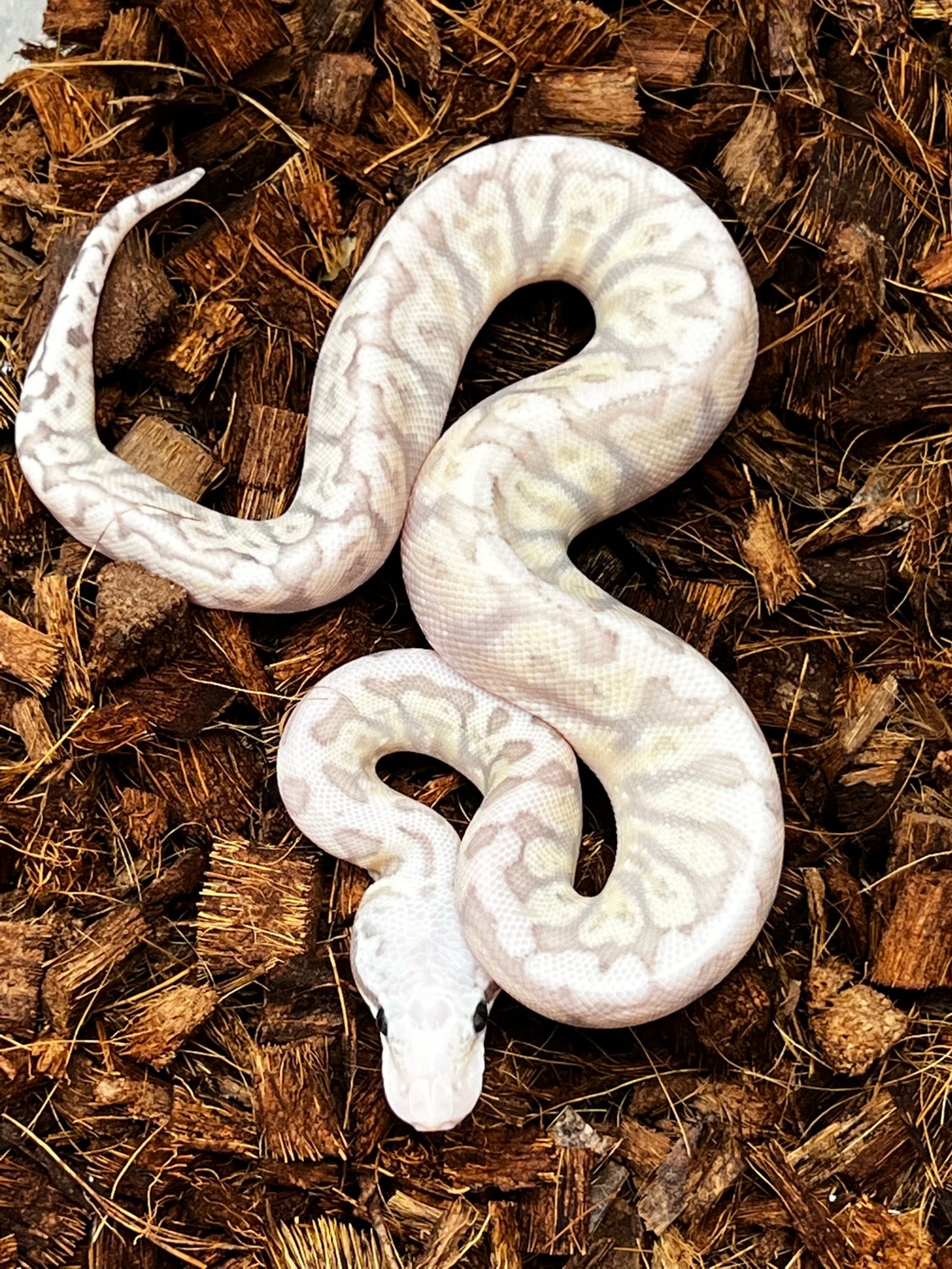 Super Pastel Ghi Probable Spider Ball Python by SW reptiles - MorphMarket