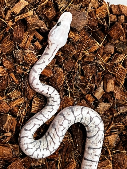 Super Pastel Ghi Paradox Hypo Spider Ball Python by SWReptile