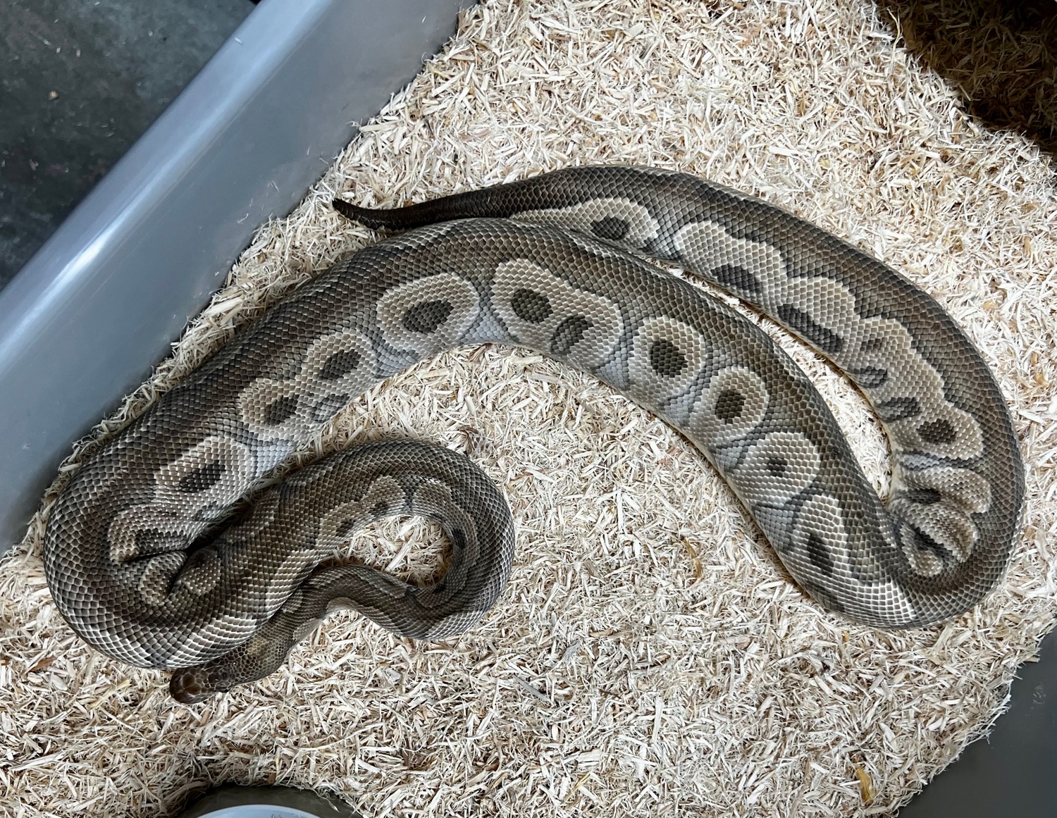 Mojave Clown Proven Breeder Ready To Breed Ball Python by SW reptiles ...