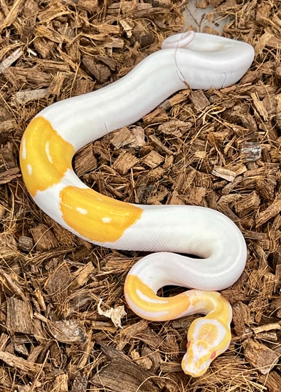 Albino Pied Ball Python by SWReptile
