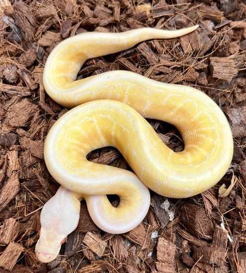 Albino Lemonblast Ball Python by SW reptiles