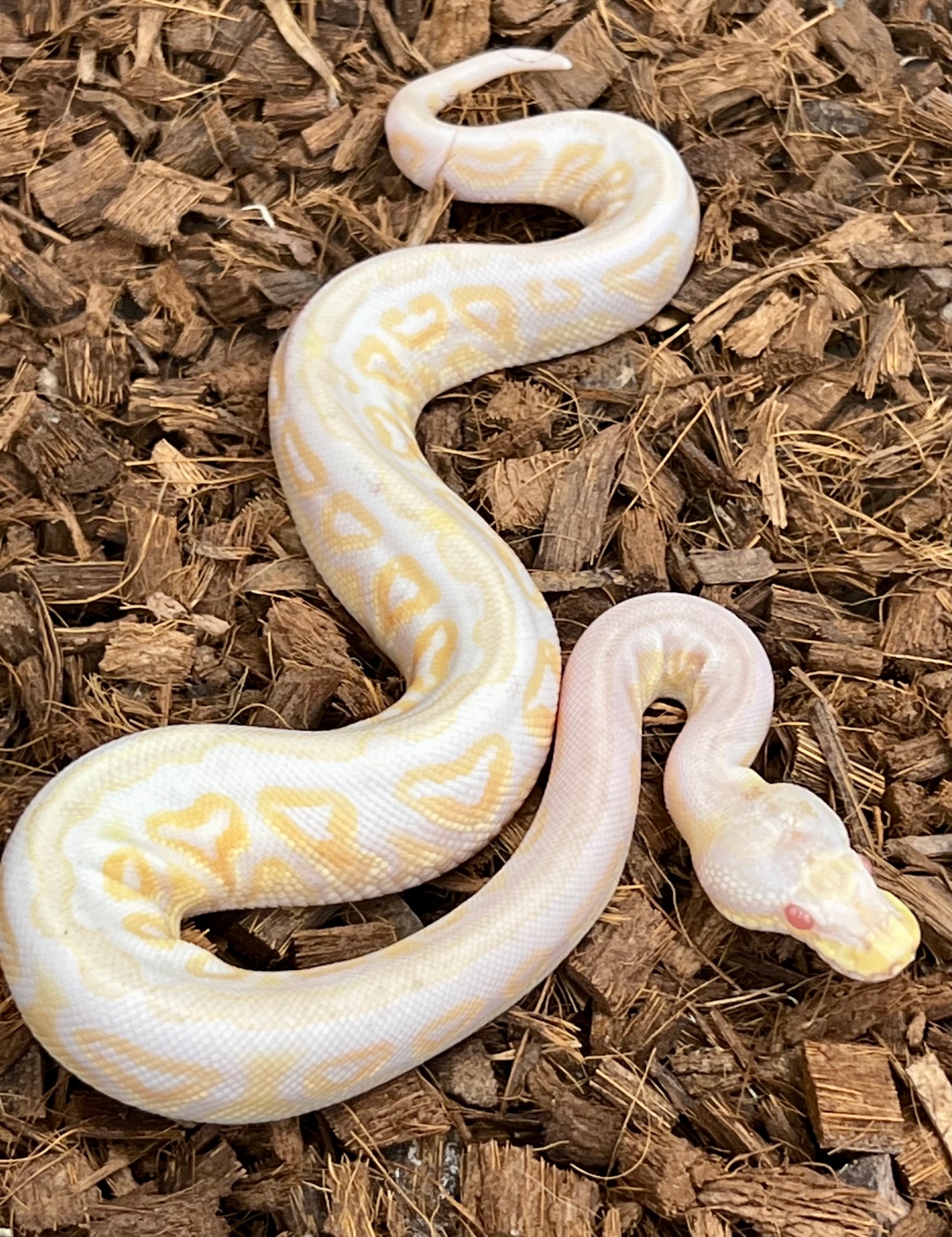 Russo Albino Pewter Ball Python by SW reptiles - MorphMarket