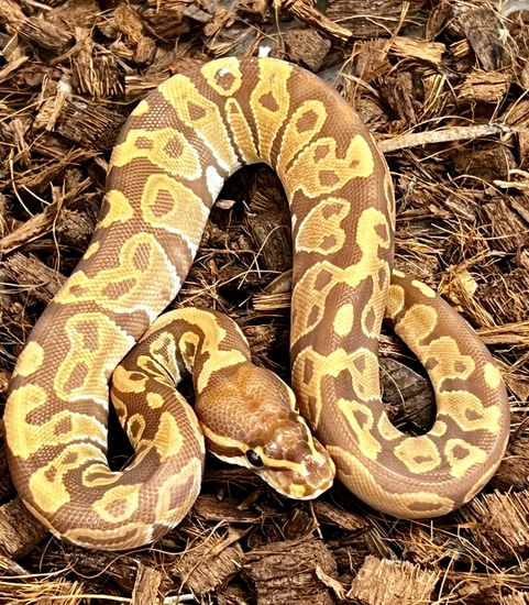 Ultramel Ball Python by SWReptile