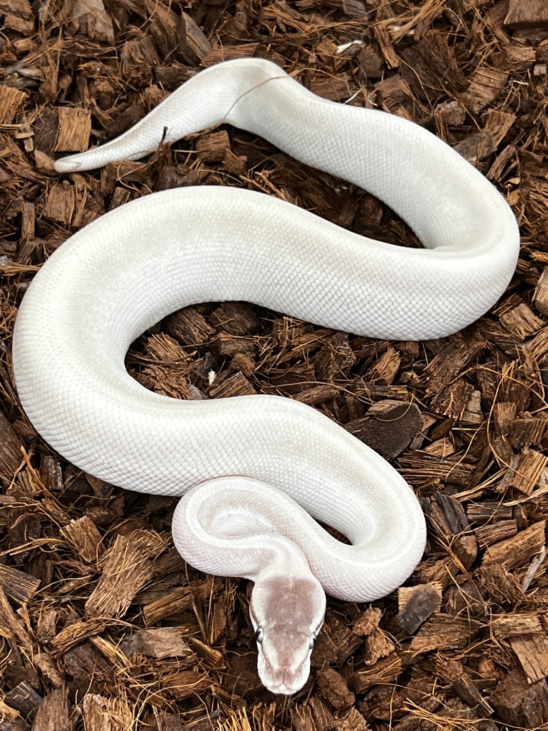 GHI Mystic Potion Pos Black Head Ball Python by SW reptiles - MorphMarket
