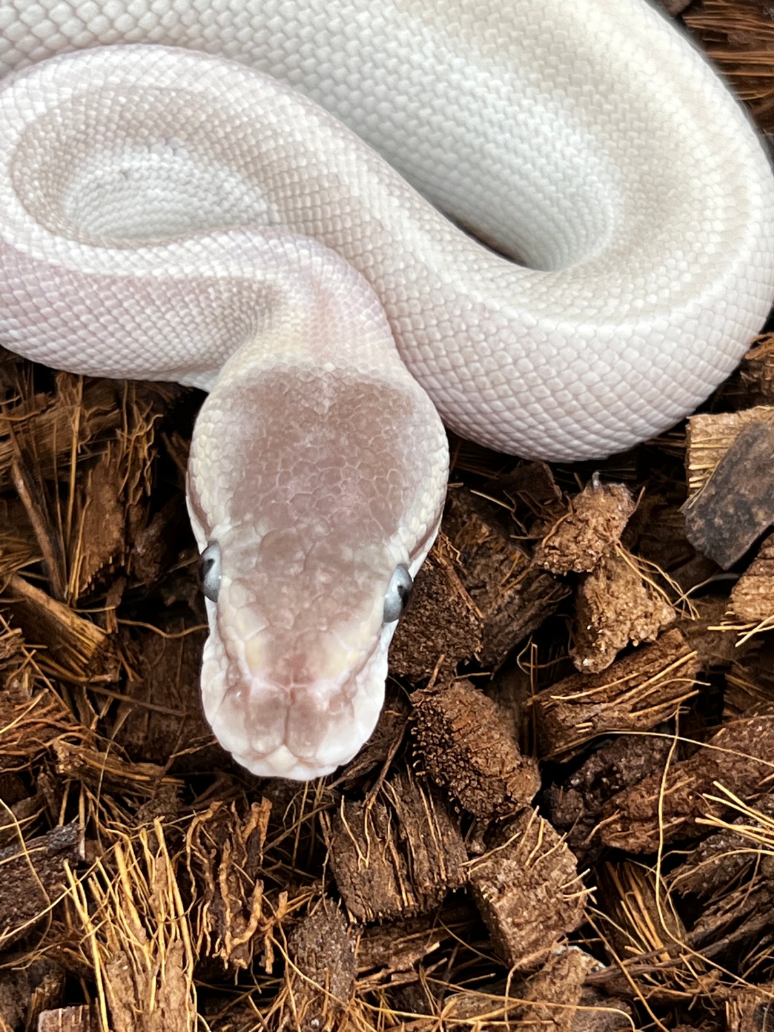 GHI Mystic Potion Pos Black Head Ball Python by SW reptiles - MorphMarket