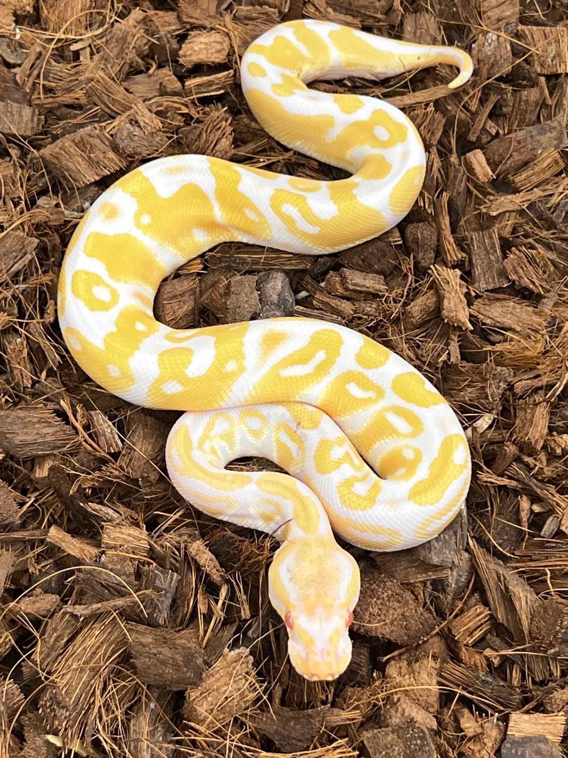 Candino Het Pied Ball Python by SW reptiles - MorphMarket