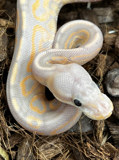 Free Ship Black Pastel Hurricane Banana Het G Stripe Ball Python by ...