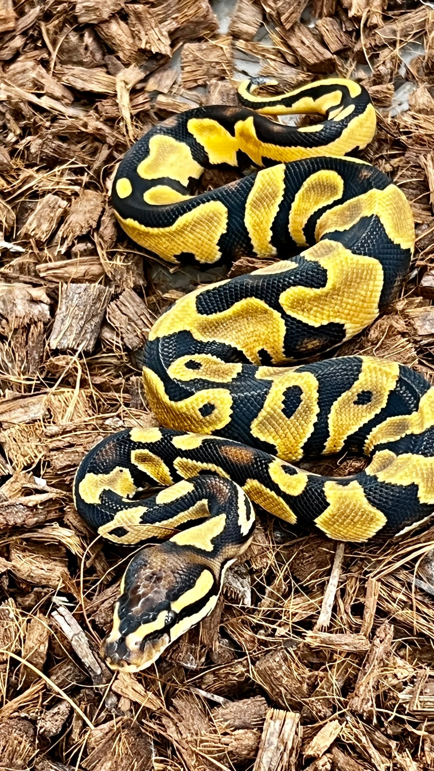Orange Dream Enchi Yb/asphalt Ball Python by SW reptiles - MorphMarket