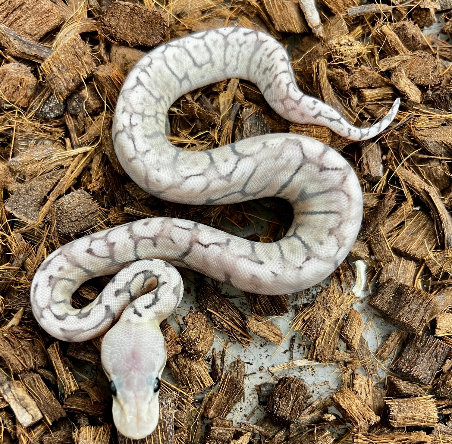 Hypo Ghi Pastel Spider Paradox Ball Python by SW reptiles - MorphMarket