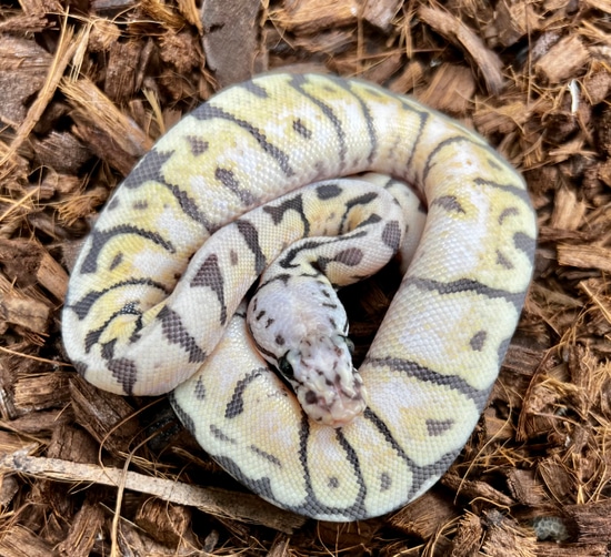 Humble Bee Ball Python by SWReptile