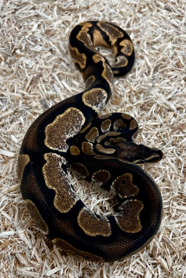Calico Het Axanthic Vpi Ball Python by SWReptile