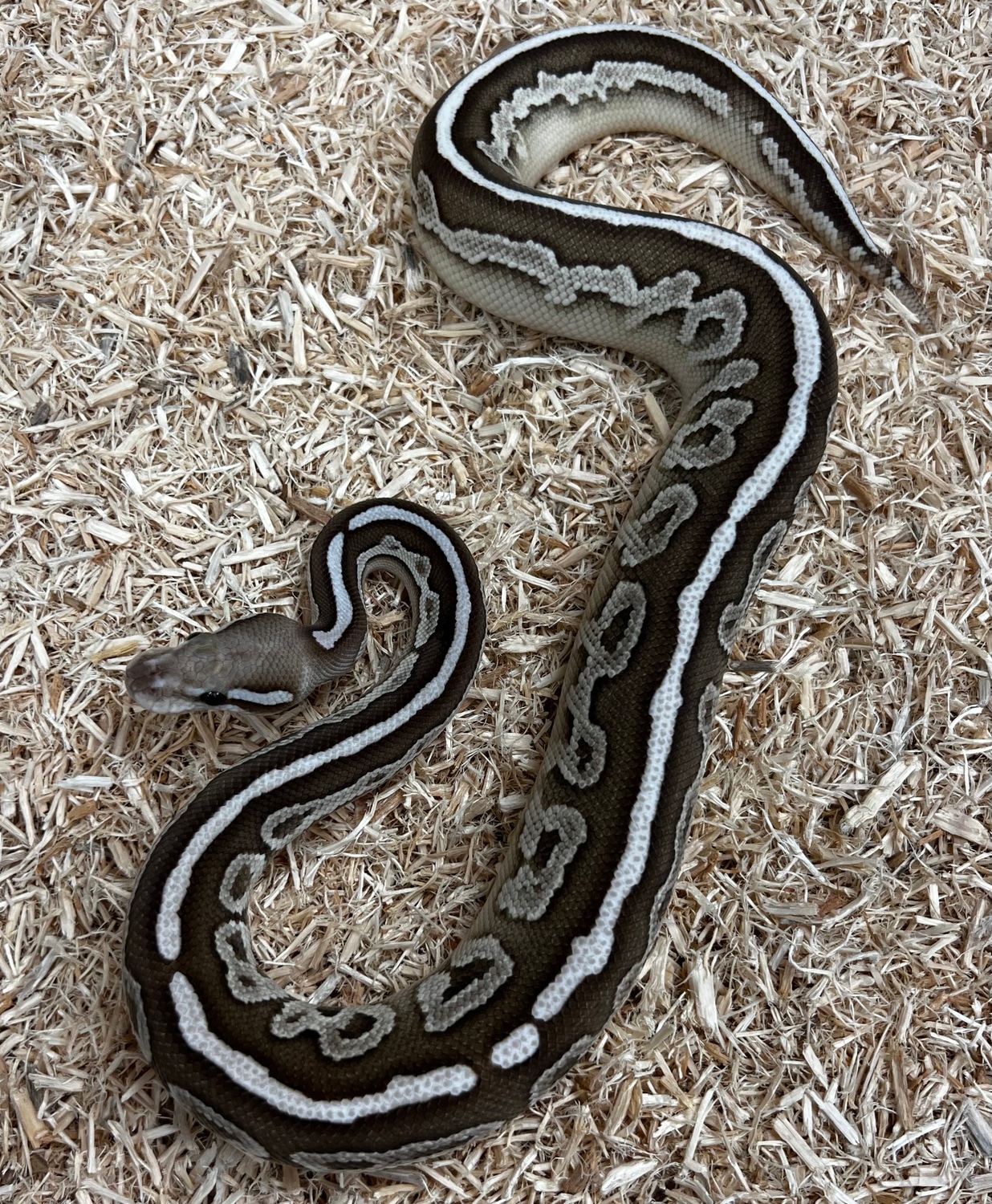 Axanthic Vpi Soul Sucker Ball Python by SW reptiles - MorphMarket
