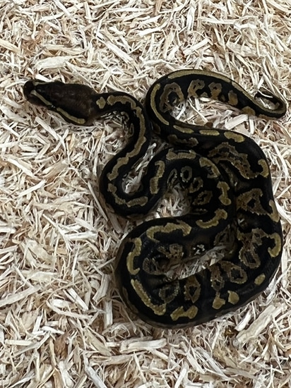 Paint Ball Python by SWReptile