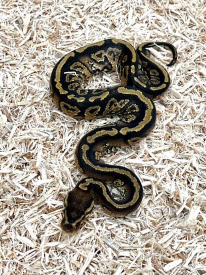 Paint Ball Python by SW reptiles