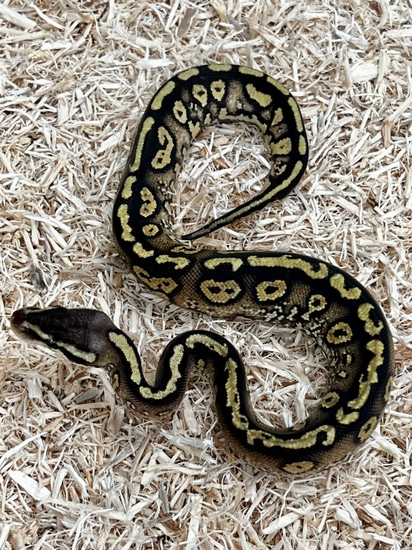Pastel Paint Ball Python by SW reptiles