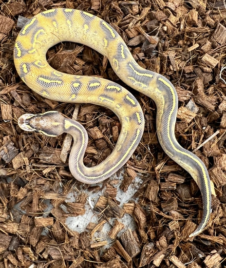 Freeway Possibly OD Ball Python by SW reptiles