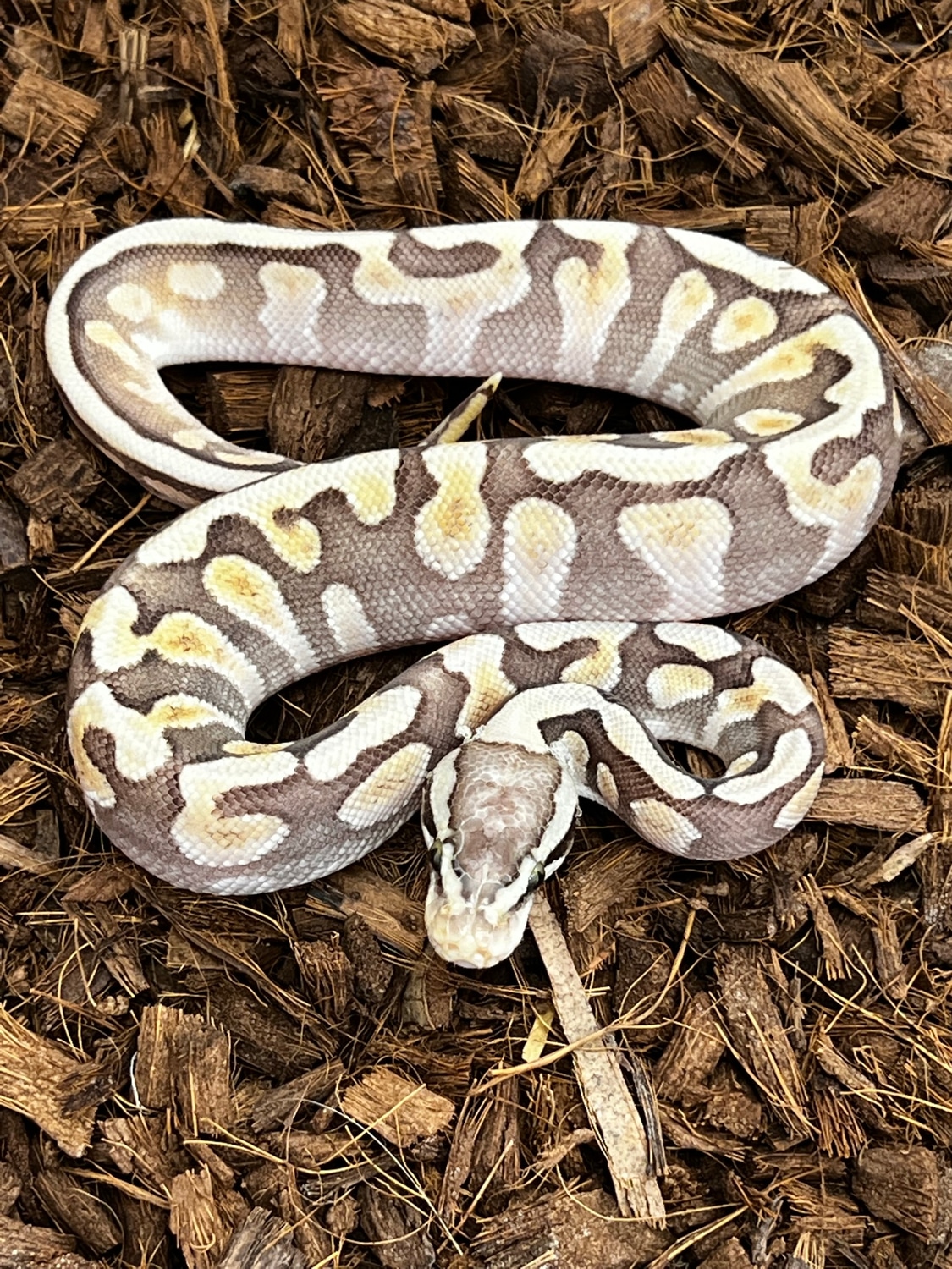 Pastel Lesser Enchi Ball Python by SW reptiles - MorphMarket
