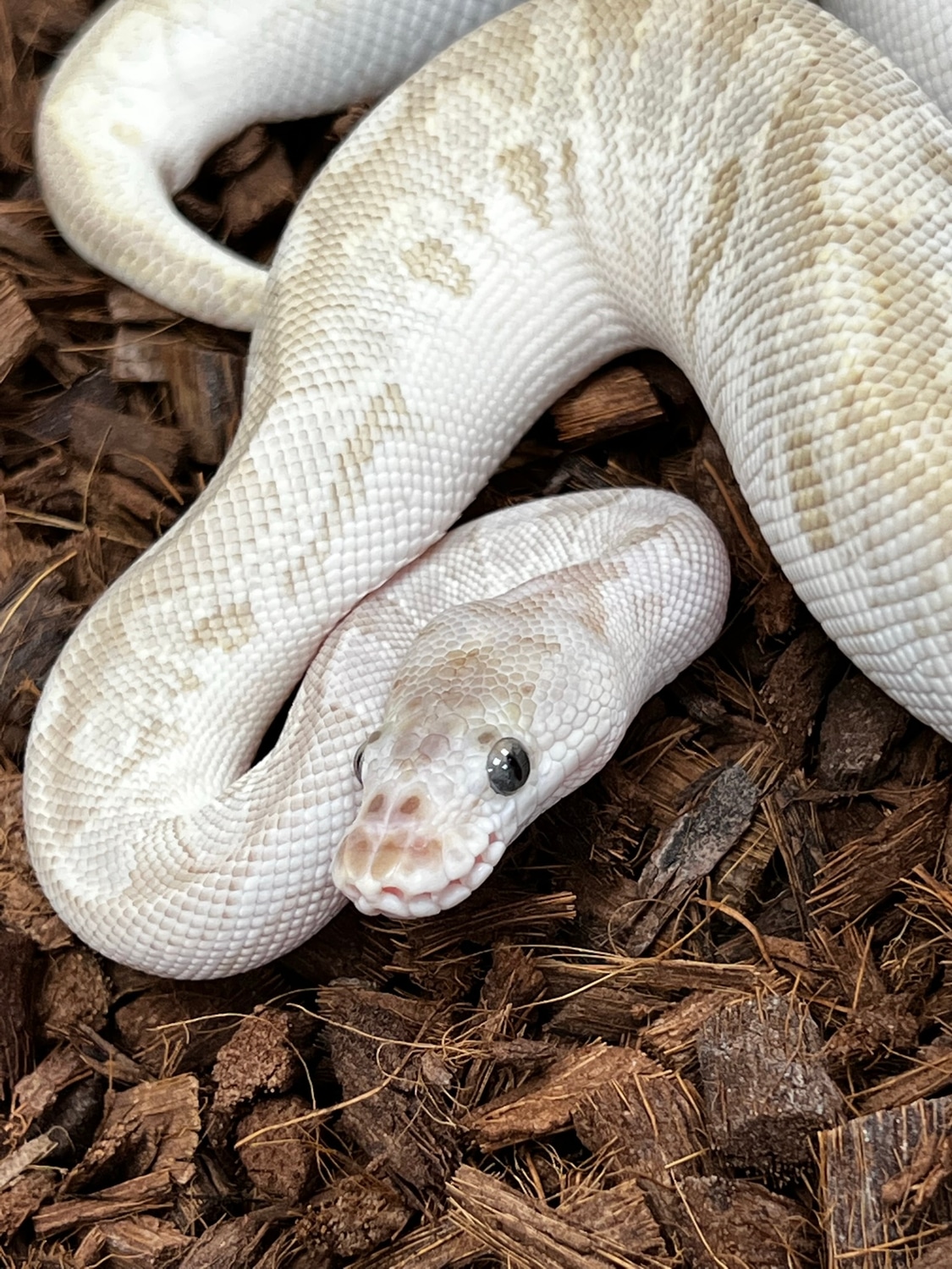 22 Soul Sucker Clown Ball Python by SW reptiles - MorphMarket