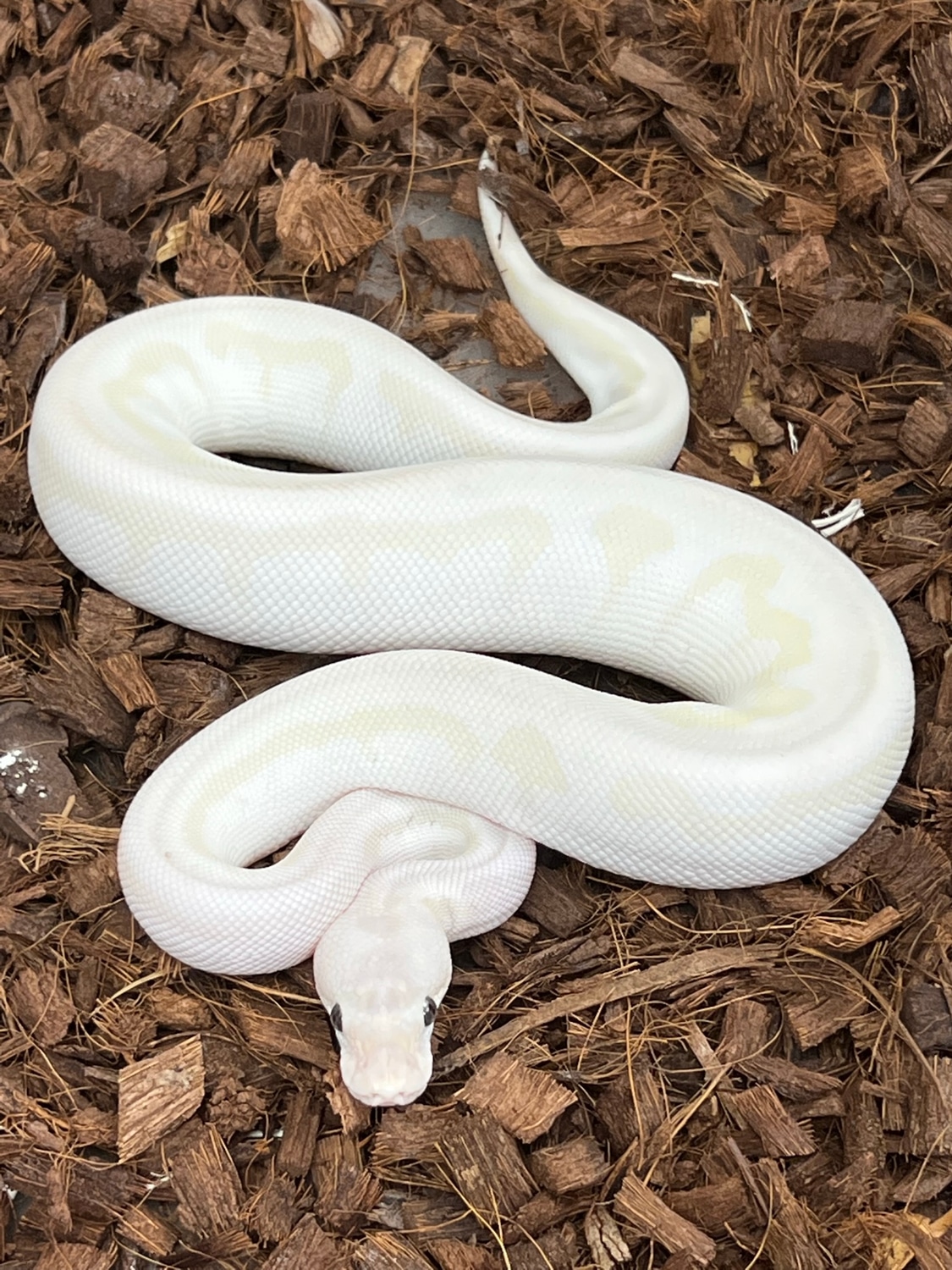 White Diamond Clown Ball Python by SW reptiles - MorphMarket