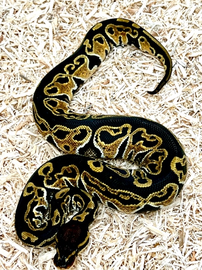 Amazing Hurricane Het Clown Female Ball Python by SW reptiles
