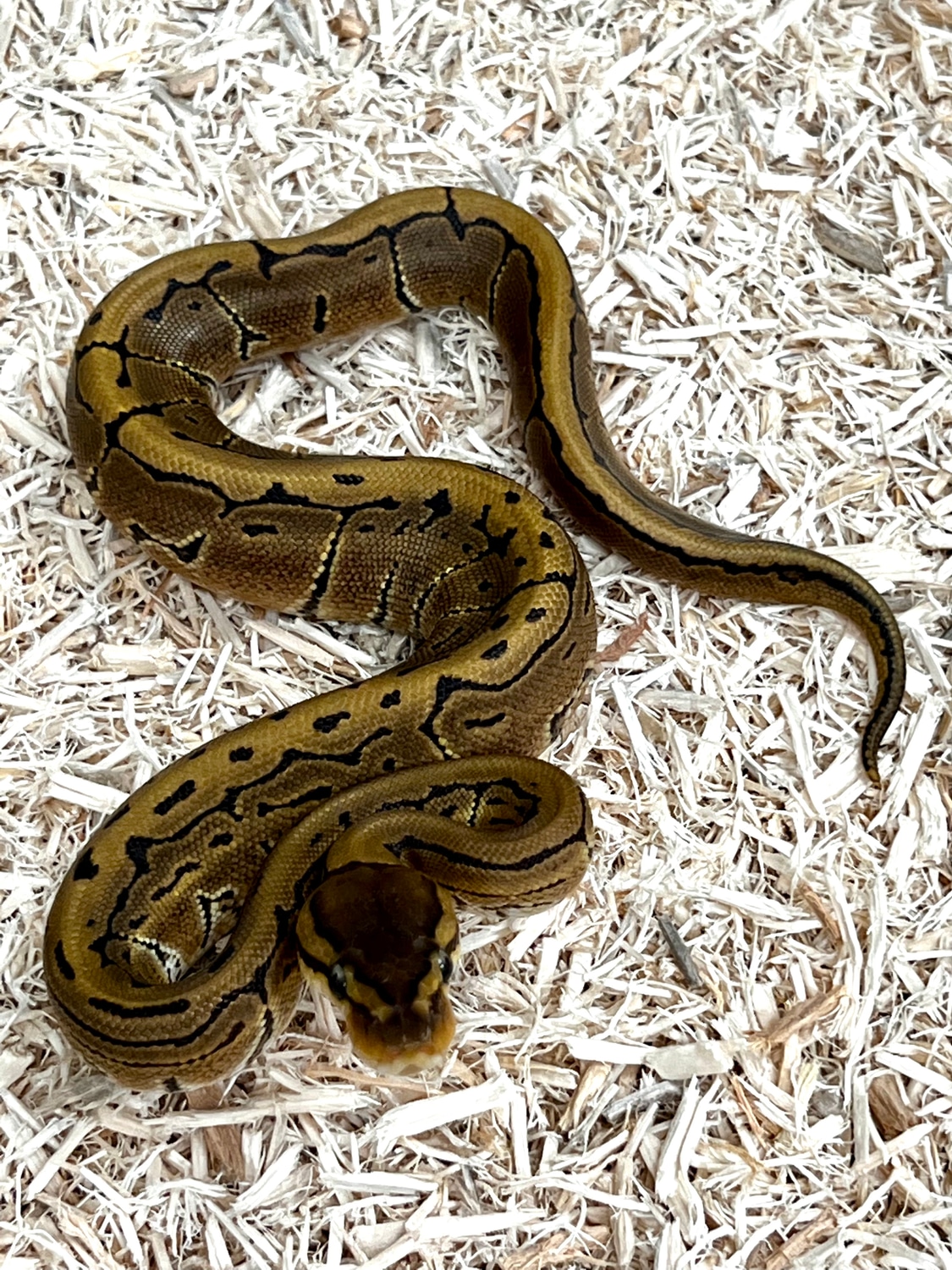 Yellow Belly Pinstripe Het Lavender Ball Python by SW reptiles ...