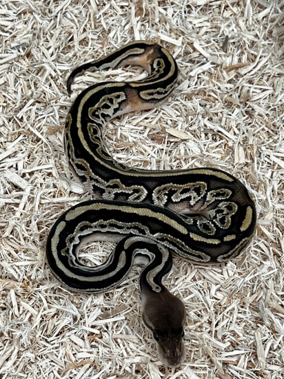 Cinnamon Bongo Het Albino Ball Python by SW reptiles