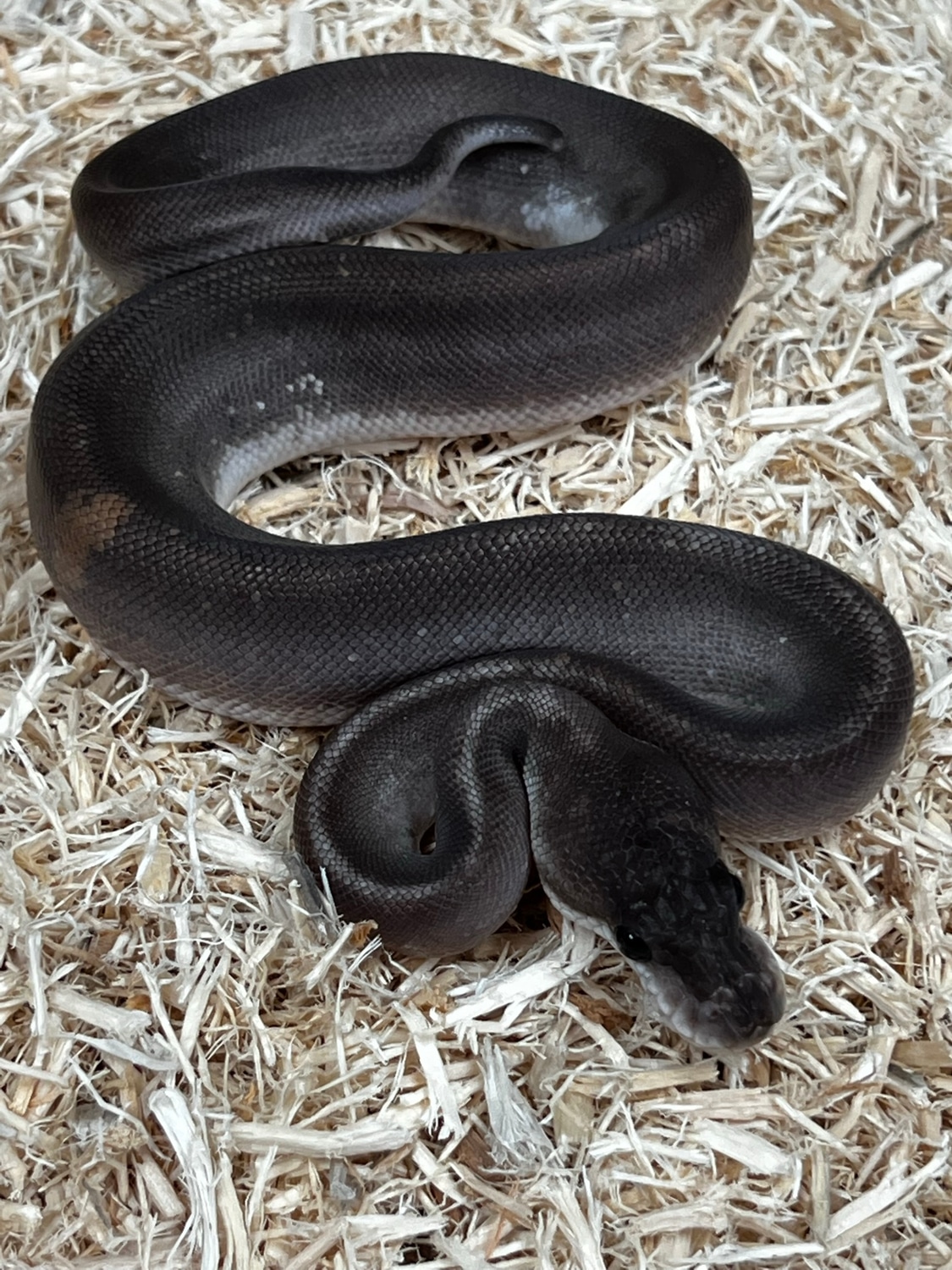 8 Het Albino Possibly Russo As Well Ball Python by SW reptiles ...